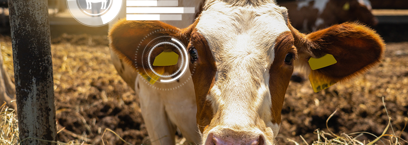 ¿Puede una vaca ser una plataforma IoT? | La Innovación Necesaria